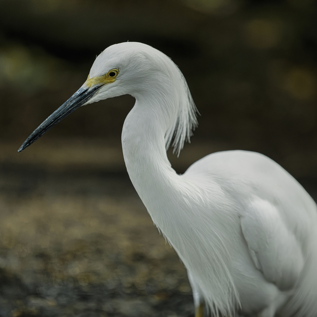 Beautiful Birding Images